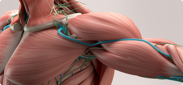 What Drives Lymphatic Flow in the Body - Flowpresso®